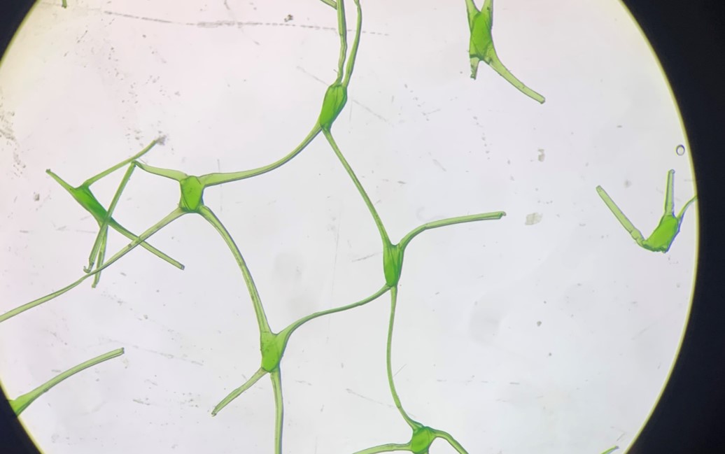 Microplastics quantification and characterisation • Microplastics Field ...